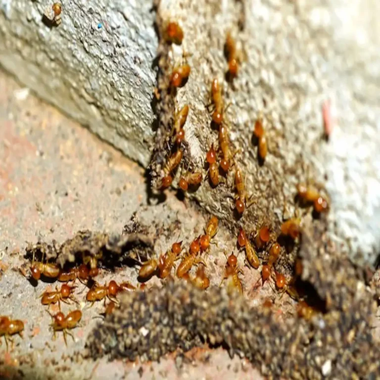 Pre-Construction vs Post-Construction Termite Proofing Guide