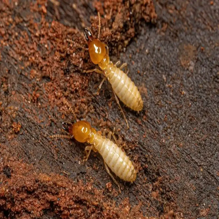Pre-Construction vs Post-Construction Termite Proofing Guide