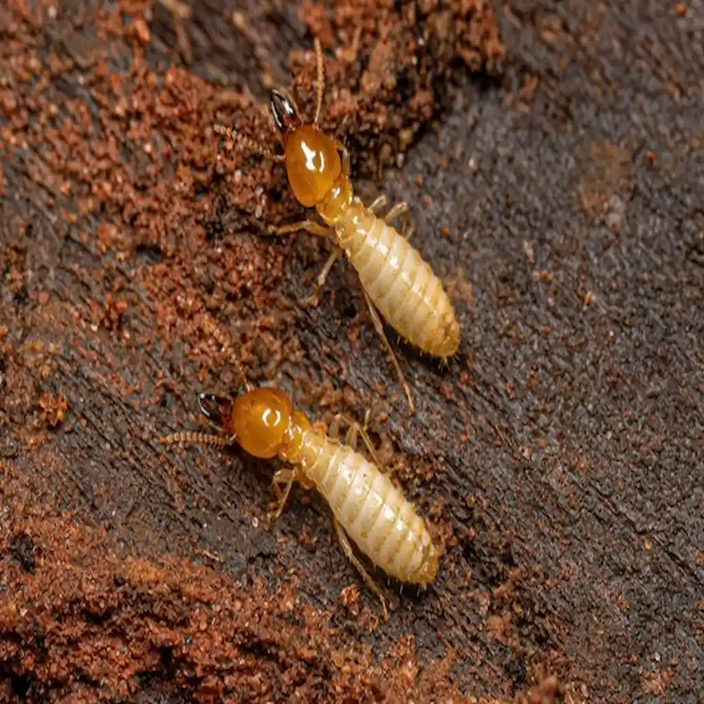 Pre-Construction vs Post-Construction Termite Proofing Guide